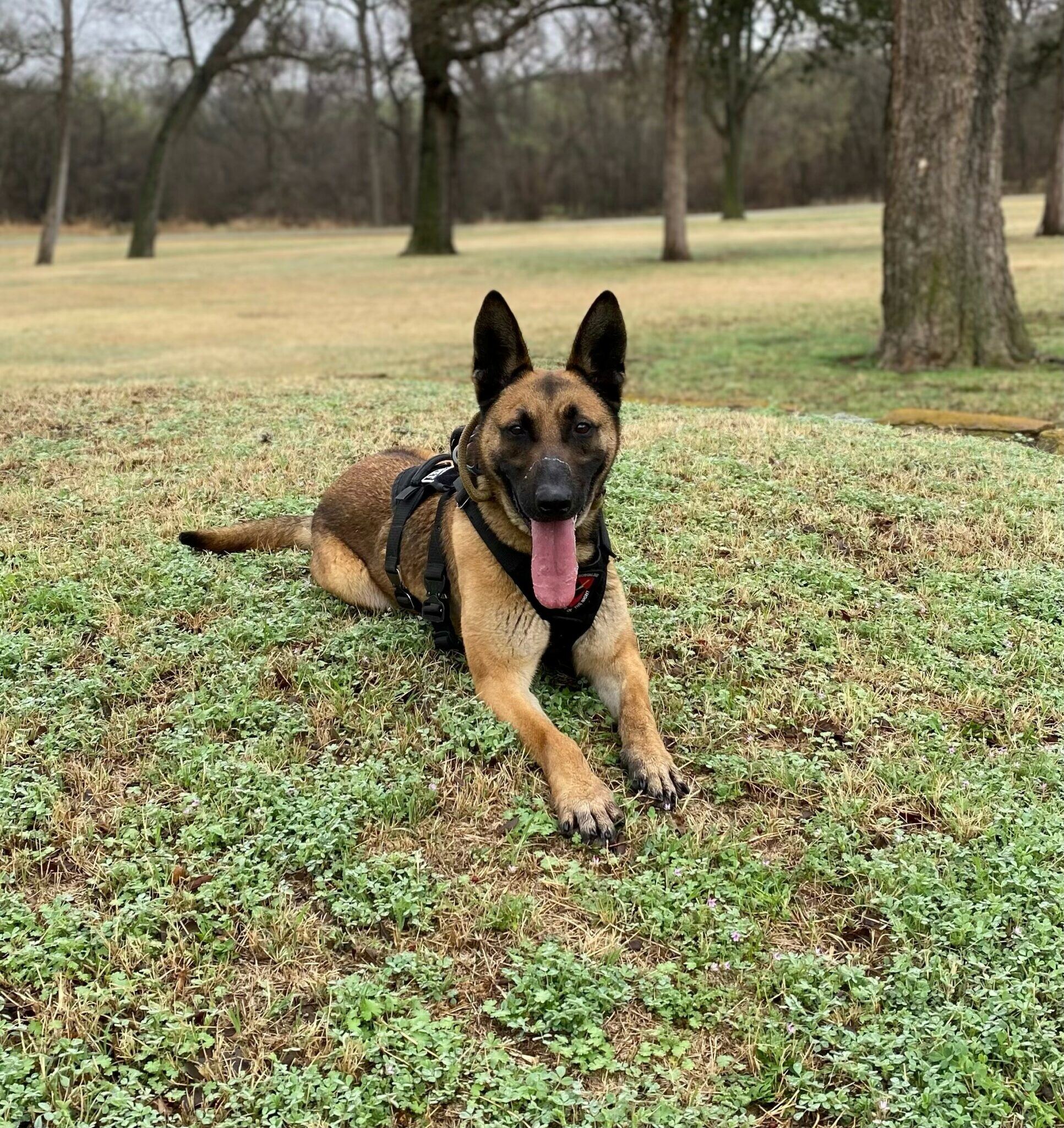 National K-9 Veterans Day | SNU
